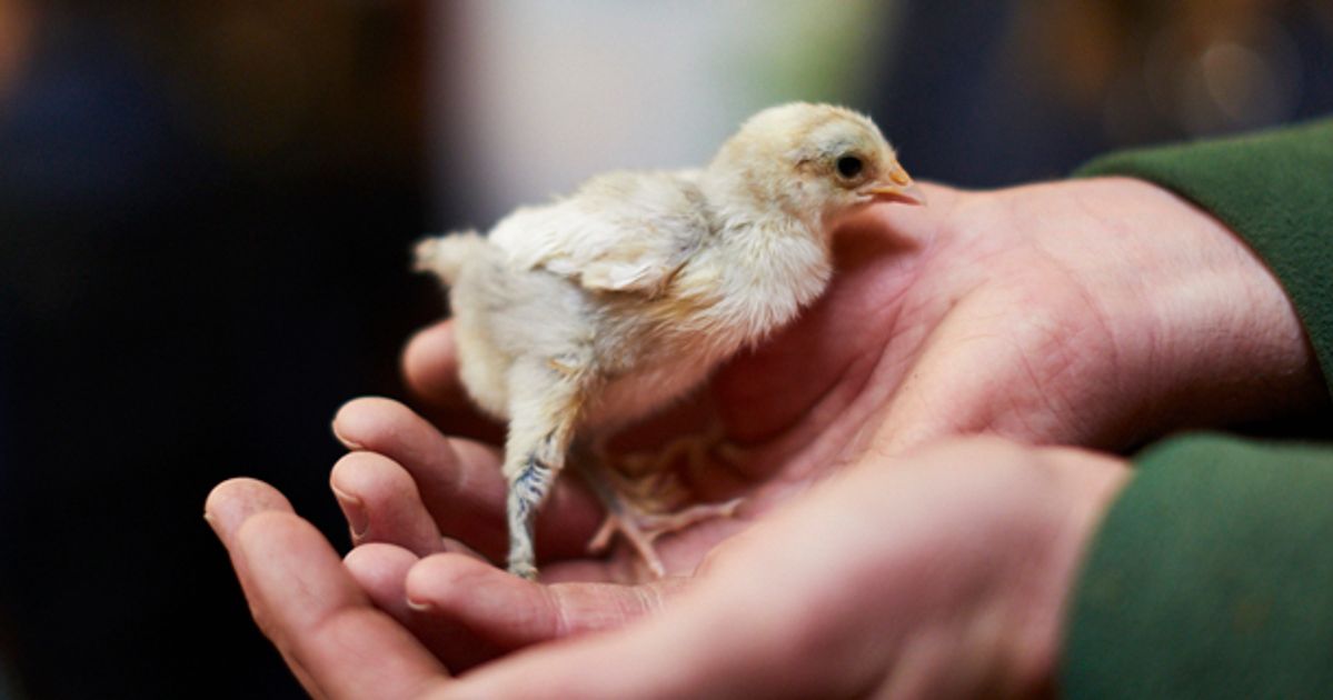 Guided Farm Tour | Leeds Museums and Galleries | Days out and exhibitions
