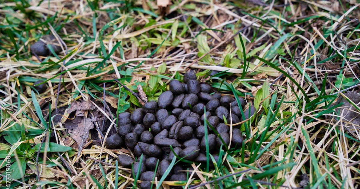 What’s the scoop on poop? School Workshop | Leeds Museums and Galleries ...