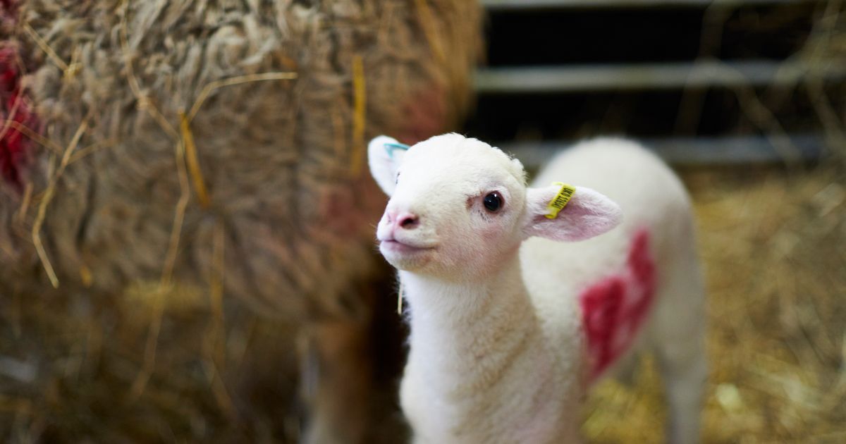 Home Farm and Play Barn at Temple Newsam | Leeds Museums and Galleries ...