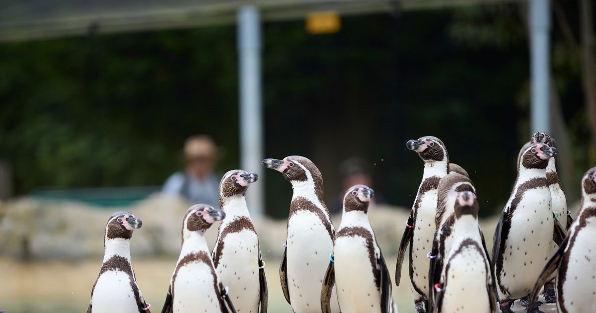 Adopt a Penguin at Wildlife World Lotherton | Leeds Museums and ...