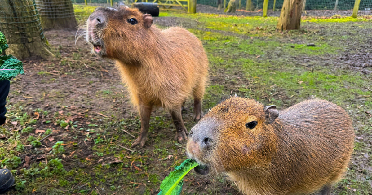 The Capybara Experience | Leeds Museums and Galleries | Days out and ...