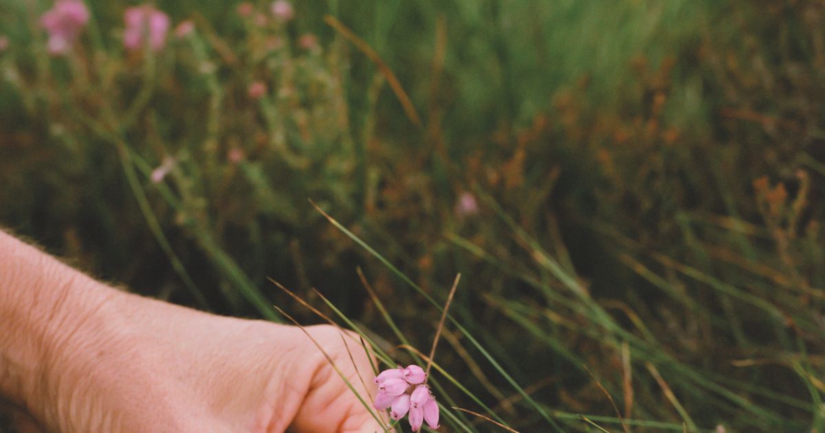Peat. Plants. People. | Leeds Museums and Galleries | Days out and ...